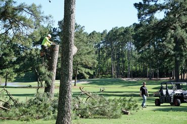 Professional Tree Removal Service in The Woodlands, TX