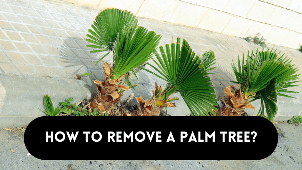 How to Remove Mistletoe from Trees: Without Killing Your Tree!