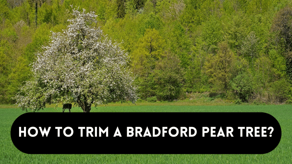 How to Trim a Bradford Pear Tree | Best Tips | 2025 Guide
