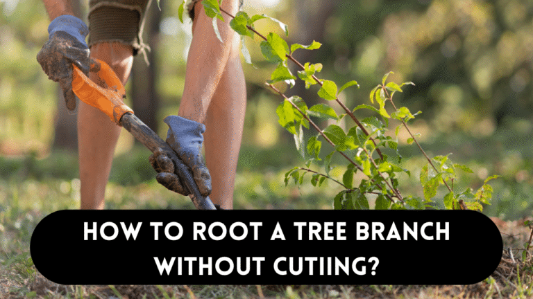 Root a Tree Branch without Cutting in 6 Effective Steps – Arborist The ...